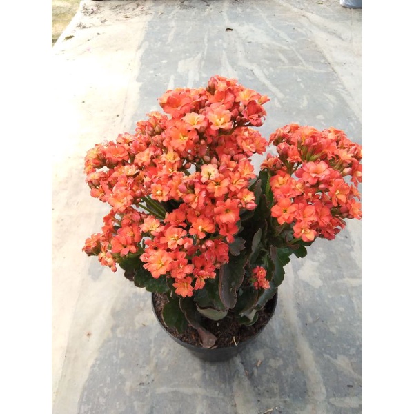 Jual kalanchu cocor bebek bunga oranye oren (besar) | Shopee Indonesia