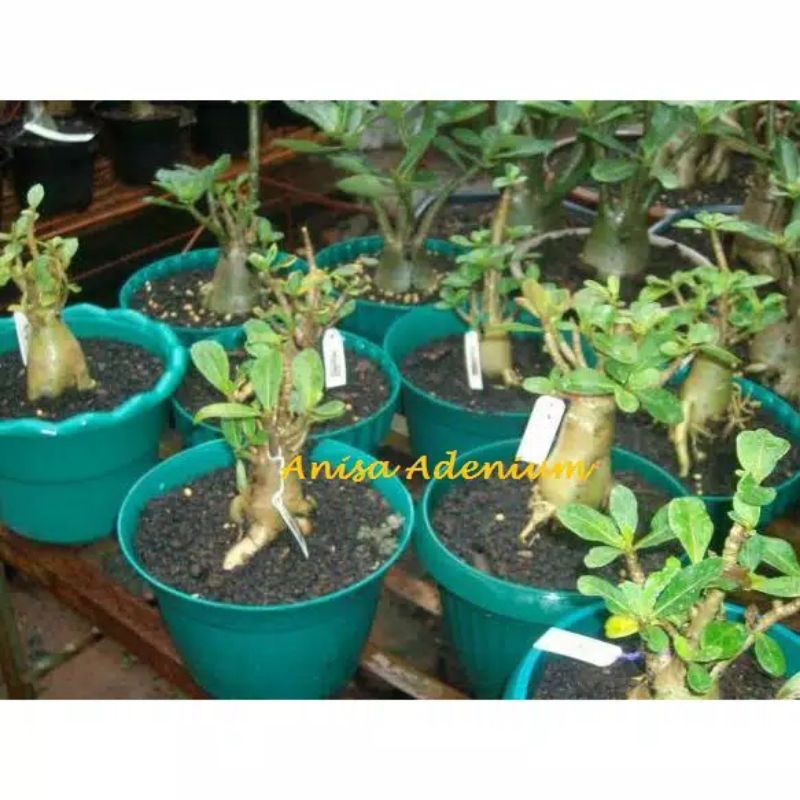 Jual Tanaman Hias Adenium RCN (Size A) | Shopee Indonesia