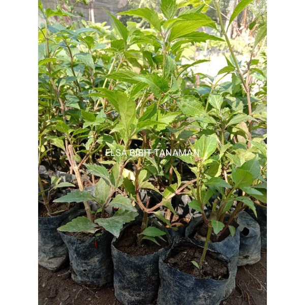 Jual PROMO BIBIT KUMIS KUCING (Orthosiphon aristatus)[herbal]-tanaman ...