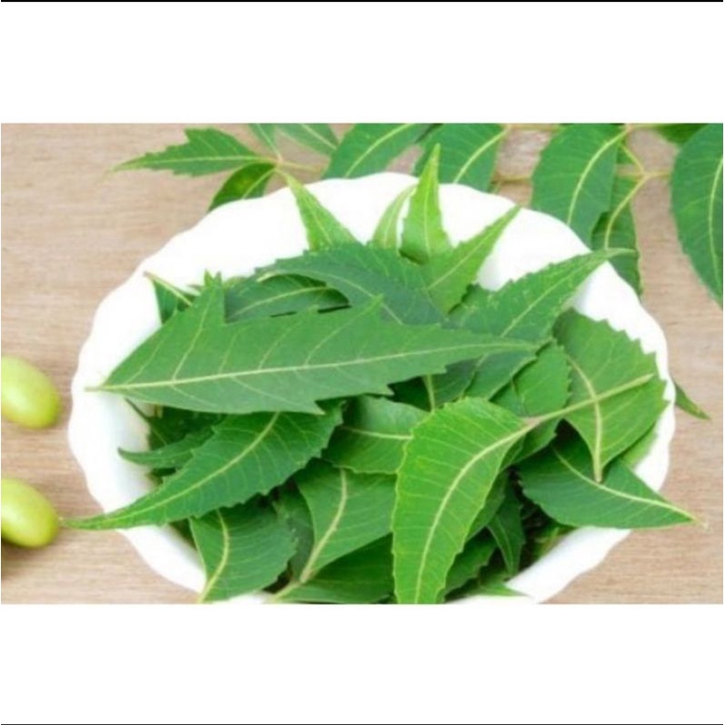 Jual Daun Mimba / Godong Imbo 1kg 100%Original Untuk Obat Gatal2 Dan ...