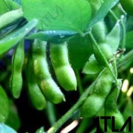 Jual nfz Benih Kacang Kedelai Tumpang Sari 1 Kg Bibit Tanaman Kedele ...