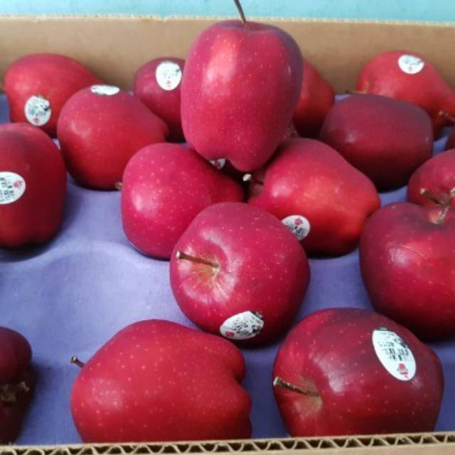 Jual BUAH APEL MERAH SUPER, APEL RED DELICIOUS 1KG | Shopee Indonesia