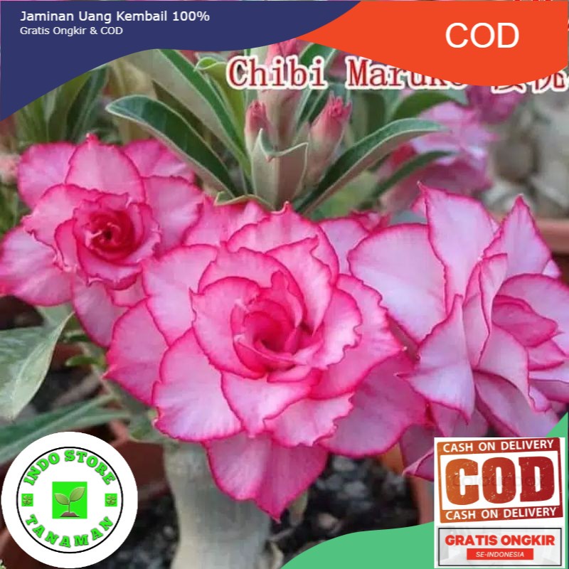 Jual BIBIT TANAMAN HIAS ADENIUM KAMBOJA JEPANG BUNGA TUMPUK (CHIBI ...