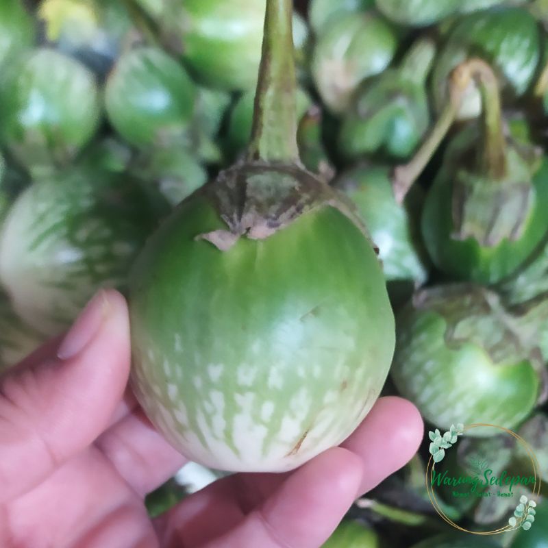 Jual Terong Lalap Ijo 250gr Terong Ijo Bulat Terong Bulat Hijau Segar ...