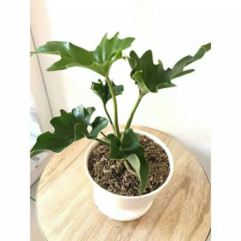 Jual Tanaman hias Philodendron selloum / dendron jari | Shopee Indonesia