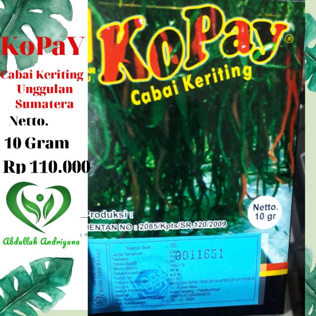 Jual Bibit Cabe Merah Kriting KOPAY 10 Gram 2200 biji tahan virus ...