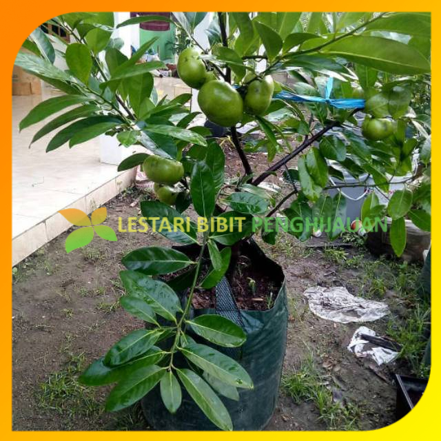 Jual Promo Bibit Black Sapote Giant / Bibit Sawo Hitam | Shopee Indonesia