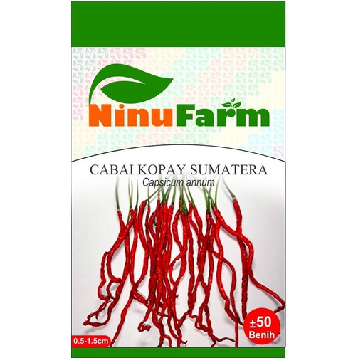 Jual Benih Bibit Buah Cabe/Cabai Keriting Kopay Sumatera - Ninufarm (50 ...