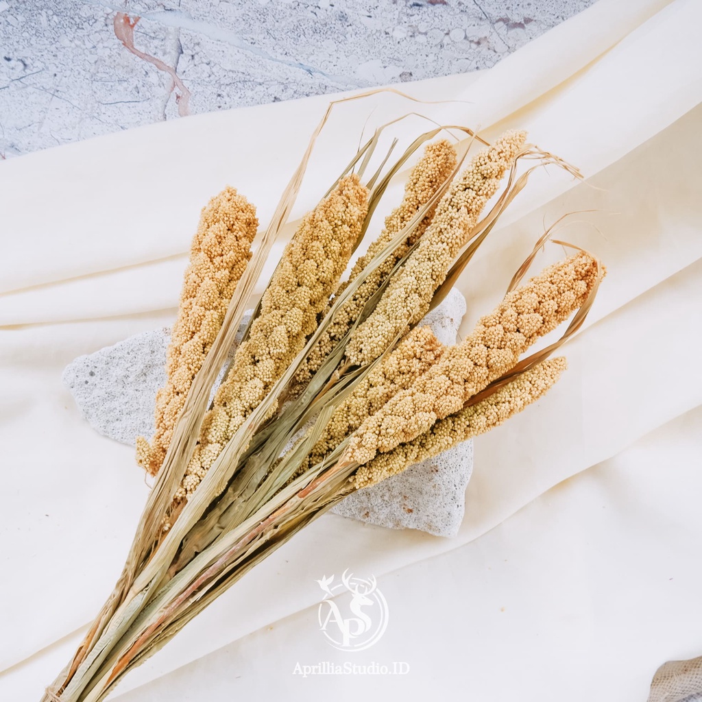 Jual Dekorasi Bunga Kering Aesthetic Milet Dried Flower 1 Batang untuk ...