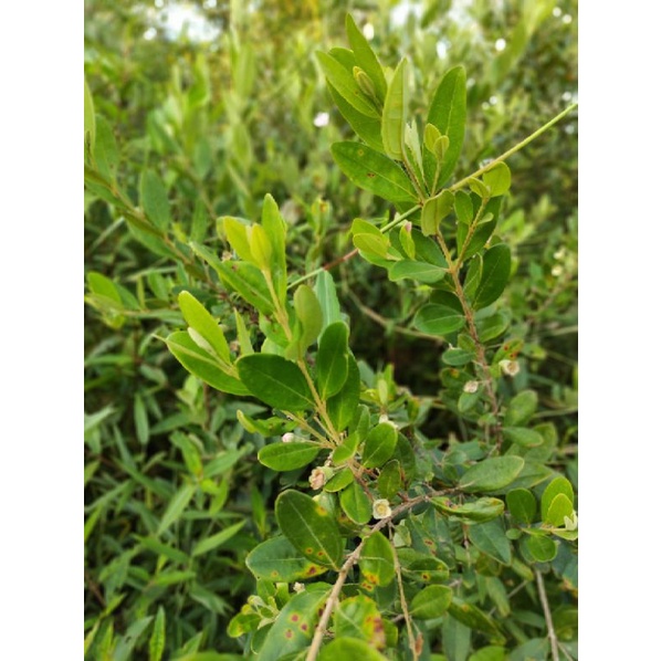 Jual Daun Karamunting (Keremunting) Segar Herbal | Shopee Indonesia