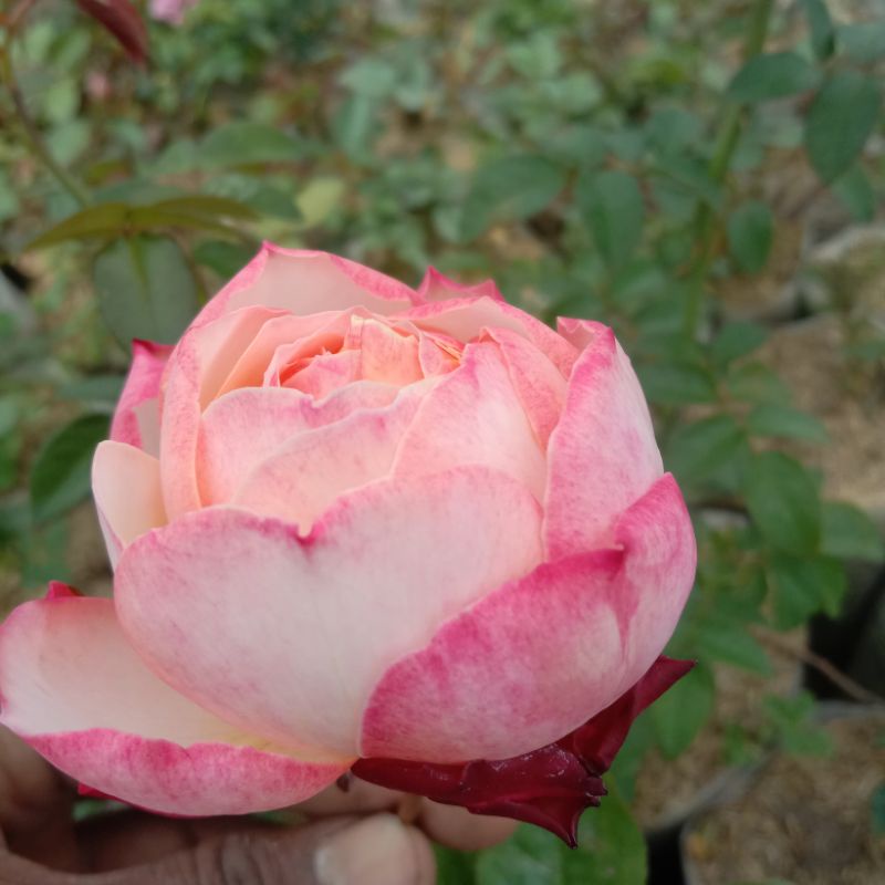 Jual bunga mawar import wangi KORDES JUBILE tanaman hias tanaman murah ...