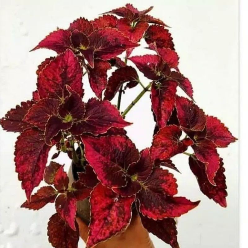 Jual TANAMAN HIAS MIANA MERAH MERCY | Shopee Indonesia