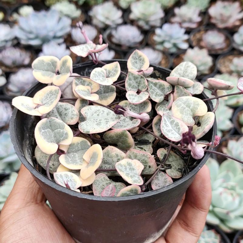 Jual Sukulen Sekulen String Of Heart Varigata - Sukulen Bandung ...