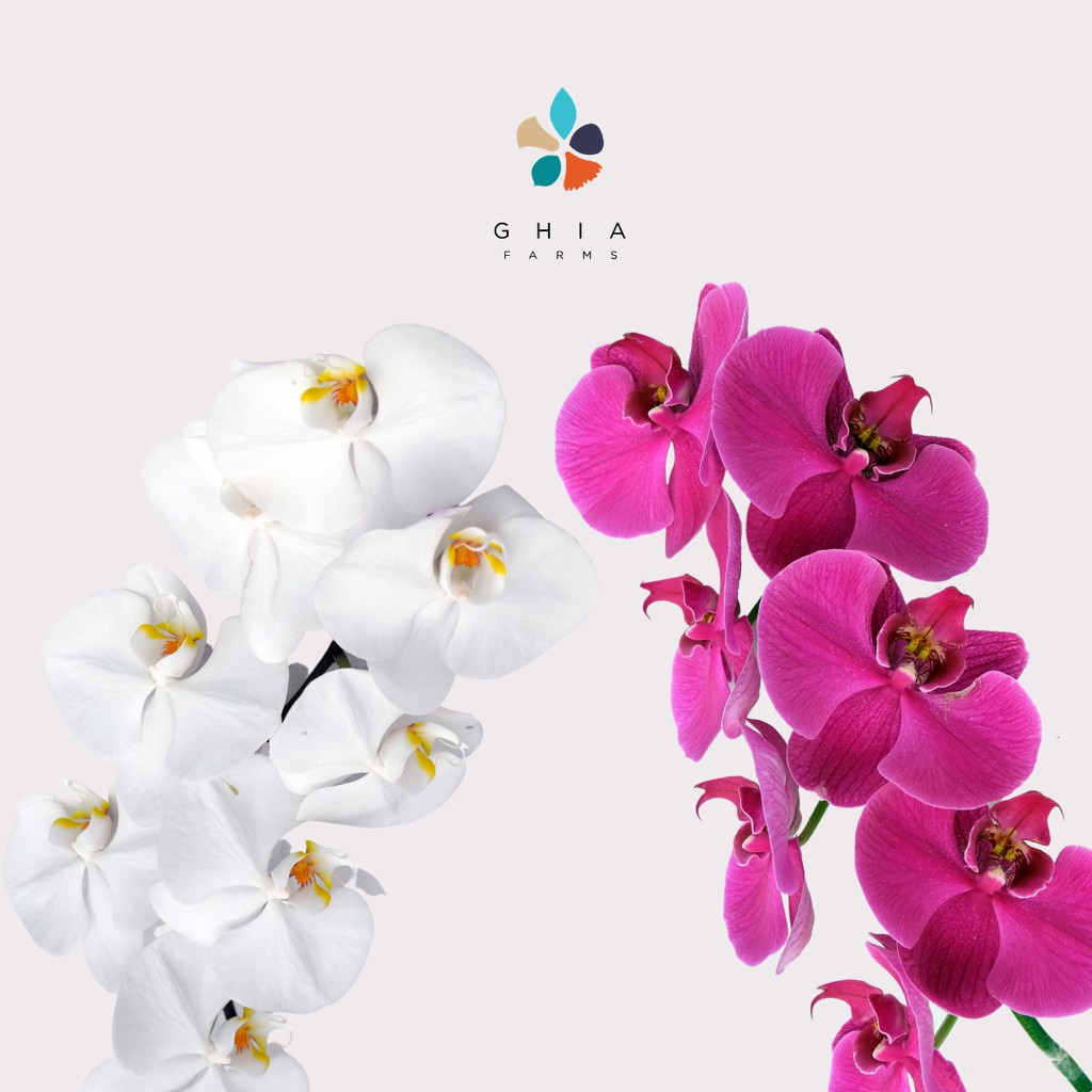 Jual Bunga Anggrek Bulan Ungu Asli Fresh Flowers (Cutting / Potongan ...