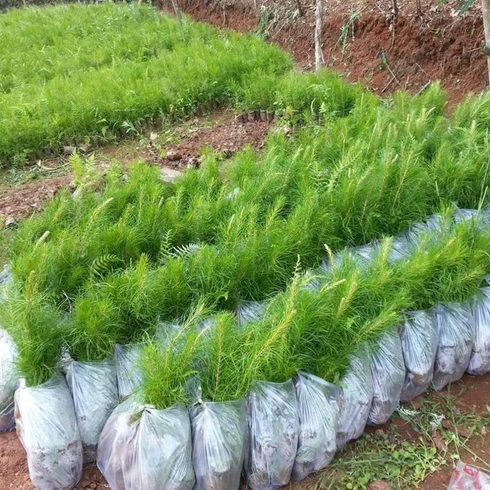 Jual Bibit Tanaman Pinus Merkusi Bakal Bonsai *_@ | Shopee Indonesia