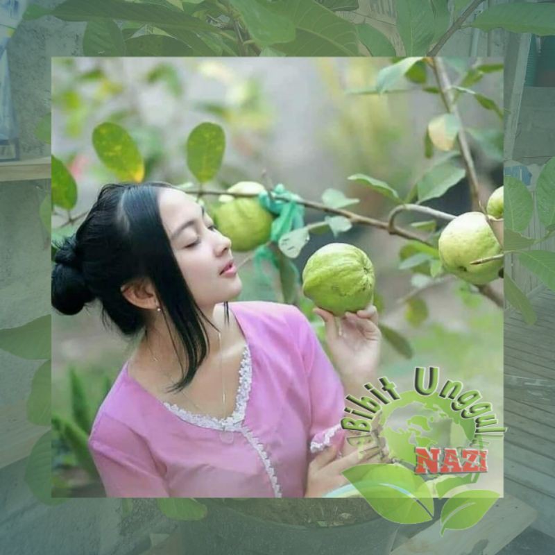 Jual Bibiy Jambu Kristal non biji bisa tanam dalam TABULAMPOT | Shopee Indonesia