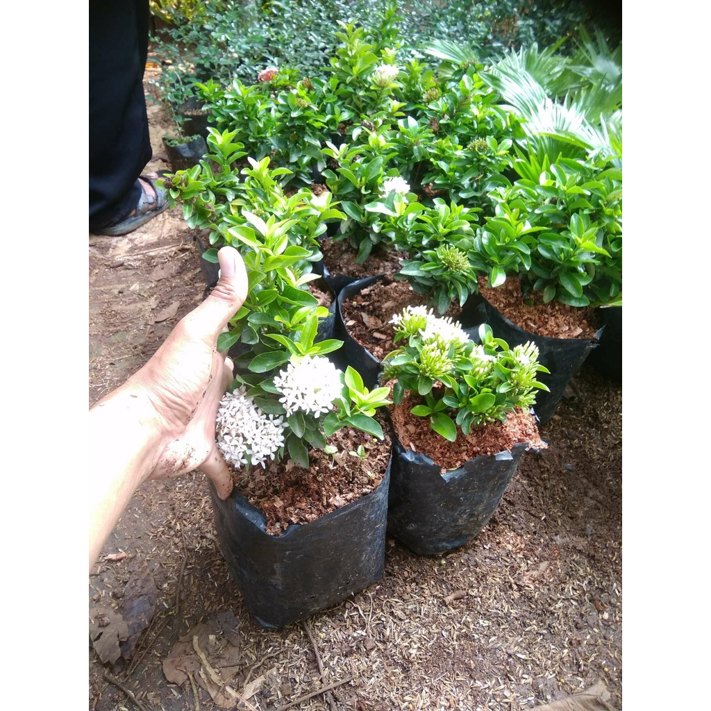 Jual tanaman asoka jambon bunga putih-tanaman hias asoka jambon bunga ...