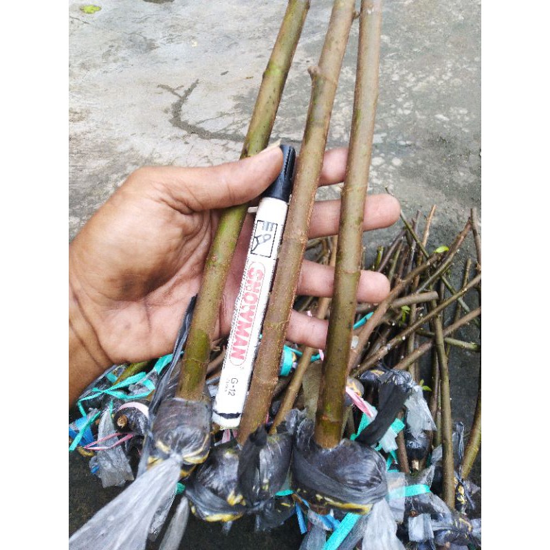 Jual bibit pohon LOA cangkok..bibit tanaman FC LOA (ficusrecemosa ...