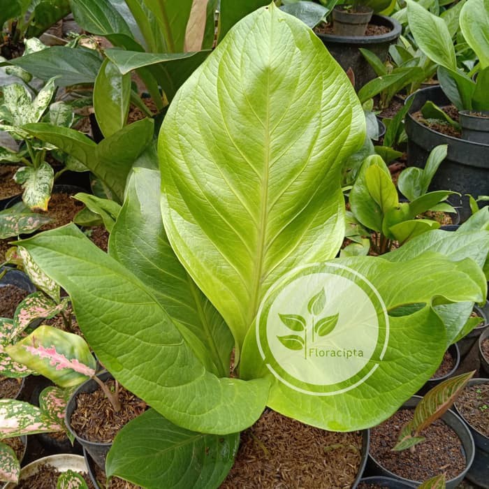 Jual Tanaman Hias Anthurium Cobra Anturium Kobra Jenmani Jenmanii ...