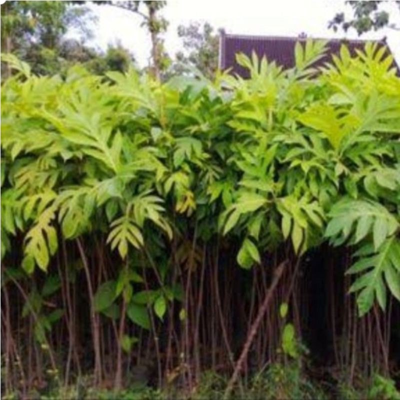 Jual Bibit Tanaman Buah Kluwih - Kluwih - sukun sayur Cepat Berbuah ...