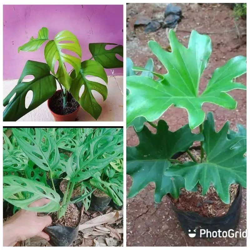 Jual promo paket 3 tanaman hias monstera rhapidopora-monstera janda ...