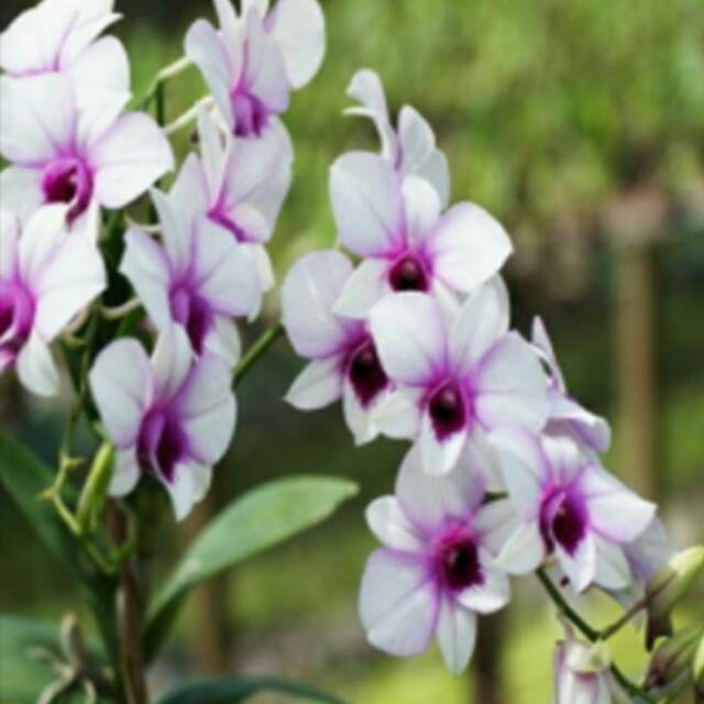 Jual Anggrek Dendrobium mini apichat compactum | Shopee Indonesia