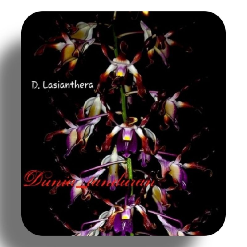 Jual Anggrek Dendrobium Lasiantera | Shopee Indonesia