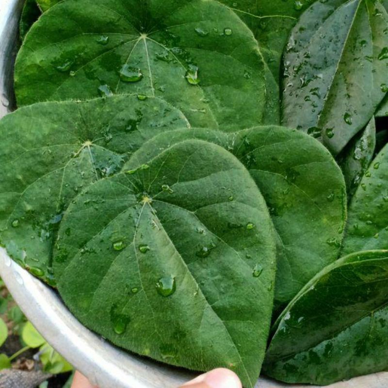 Jual DAUN CINCAU BULU SEGAR DI PETIK KETIKA ADA ORDER MASUK 25 LEMBAR ...