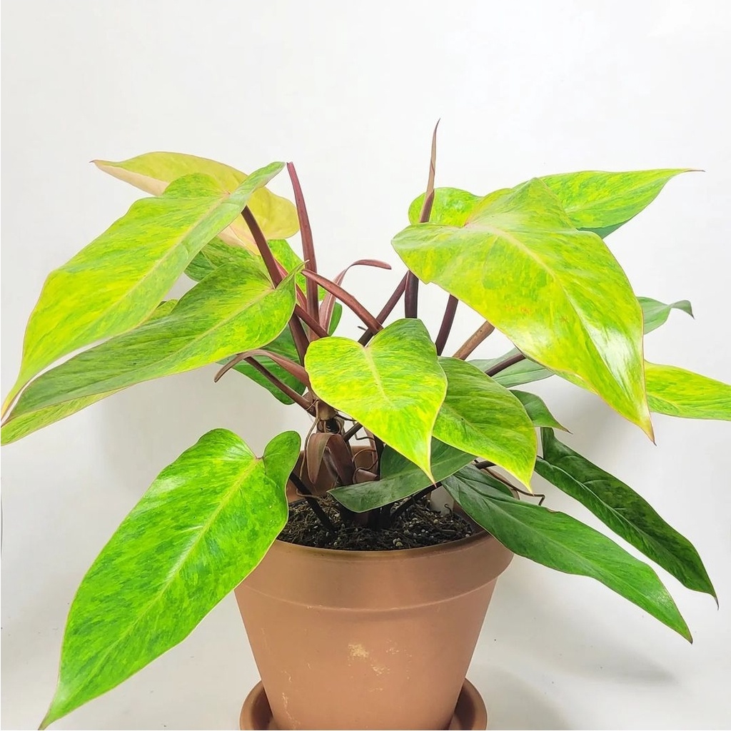 Jual Philodendron Painted Lady Philo Anakan Tanaman Pilodendron Tanaman ...