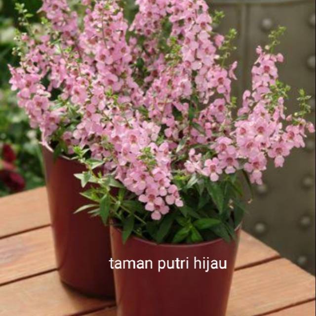 Jual Tanaman hias bunga angelonia angustifonia serena pink/sejenis ...