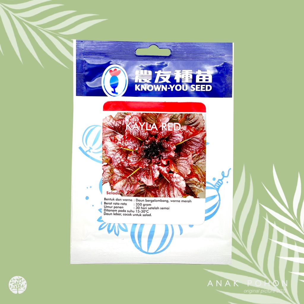 Jual (1 PACK) Benih Selada Merah Kayla Red Lettuce Seeds - Known You ...