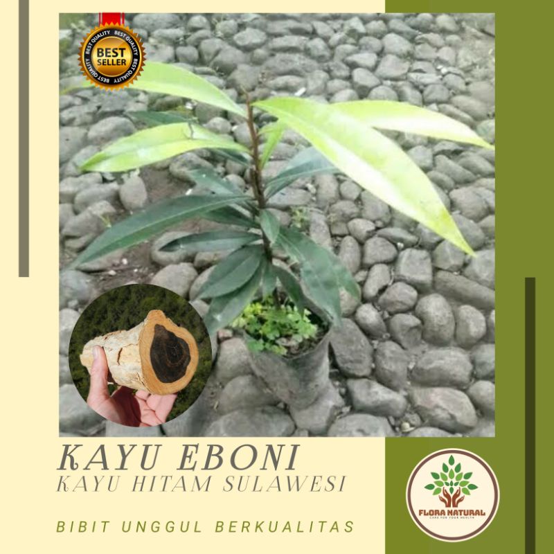 Jual Bibit pohon kayu eboni Kayu hitam sulawesi - Tanaman kayu hitam ...
