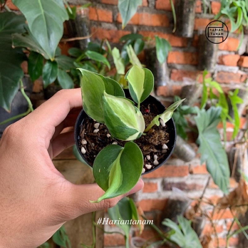 Jual Philodendon Gabby / Cream splash (Include pot & media tanam ...