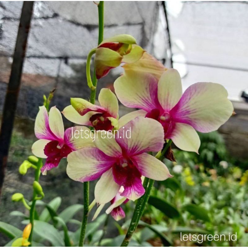 Jual Seedling Anggrek Dendrobium Burana Emerald (Tanaman Hidup-Bunga ...
