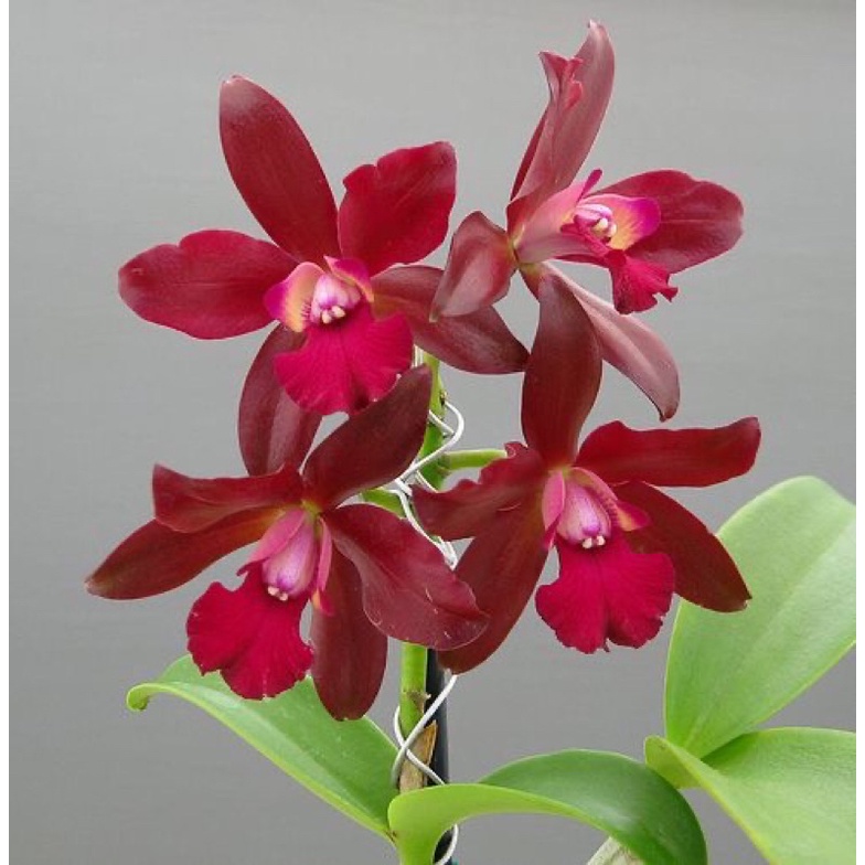 Jual Anggrek Dendrobium Red Car -( Tanaman Hidup-Bunga Hidup-Bunga ...