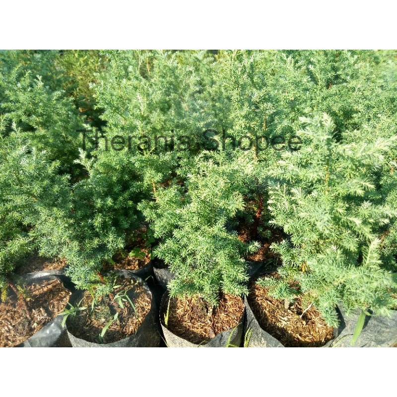 Jual BIBIT POHON CEMARA HALUS| | Shopee Indonesia