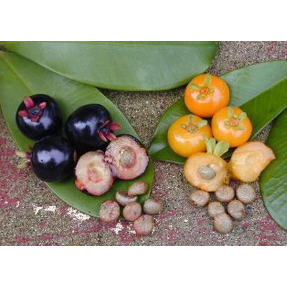 Jual Black Pitomba Dan Yellow Pitomba | Shopee Indonesia