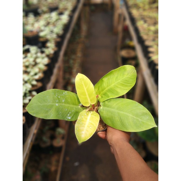 Jual tanaman Philodendron lemon moonlight/tanaman Philo lemon ( Besar ...