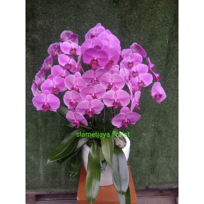 Jual rangkaian bunga anggrek segar | Shopee Indonesia