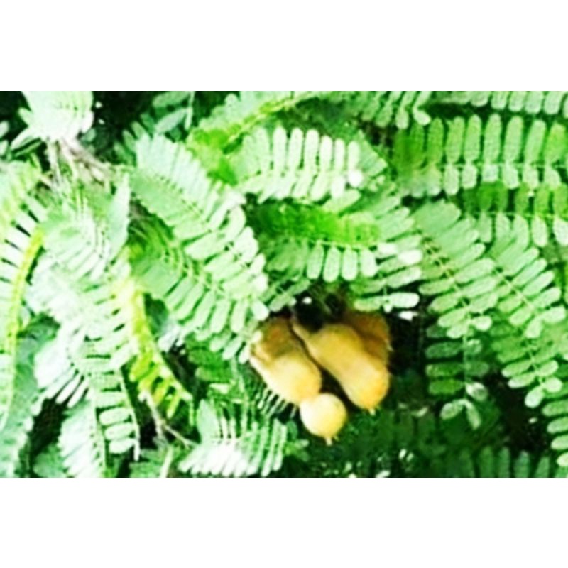 Jual daun asam jawa senom segar baru metik | Shopee Indonesia