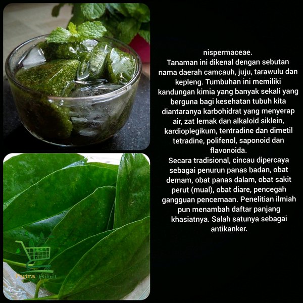 Jual Daun cincau - Daun cingcau - Daun herbal - 1kg kondisi segar ...