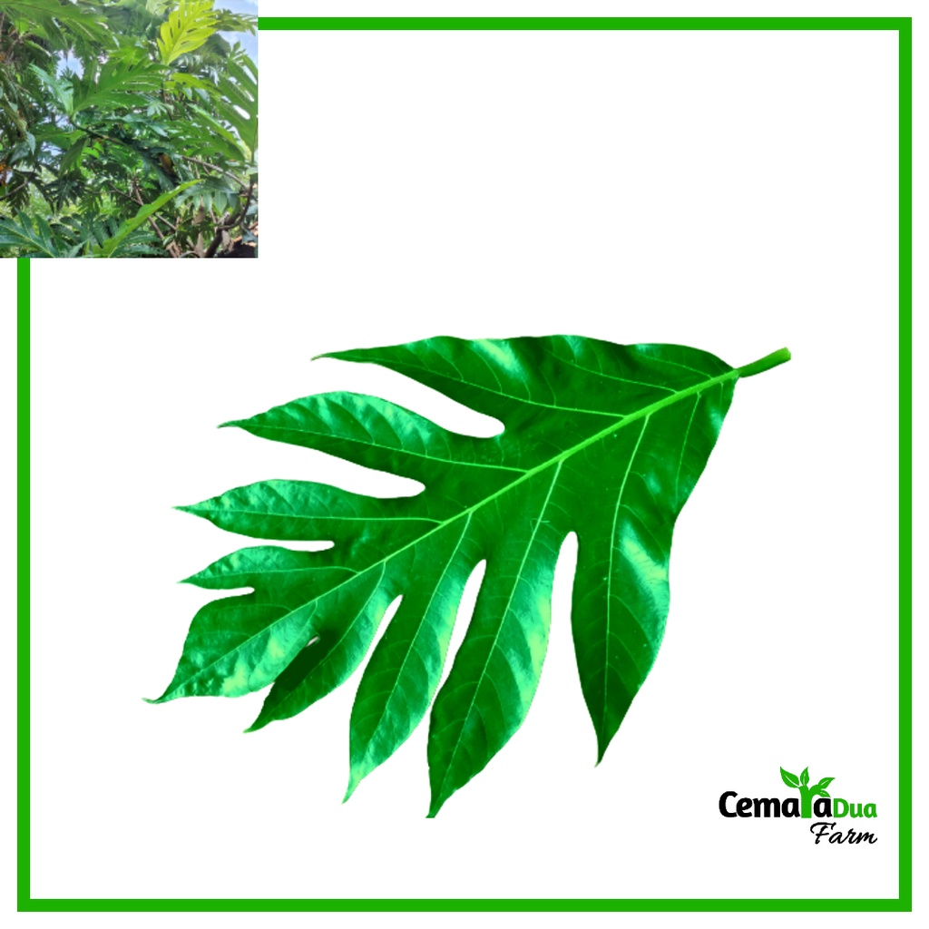 Jual Daun Sukun Segar Obat Herbal Anti Diabetes | Shopee Indonesia