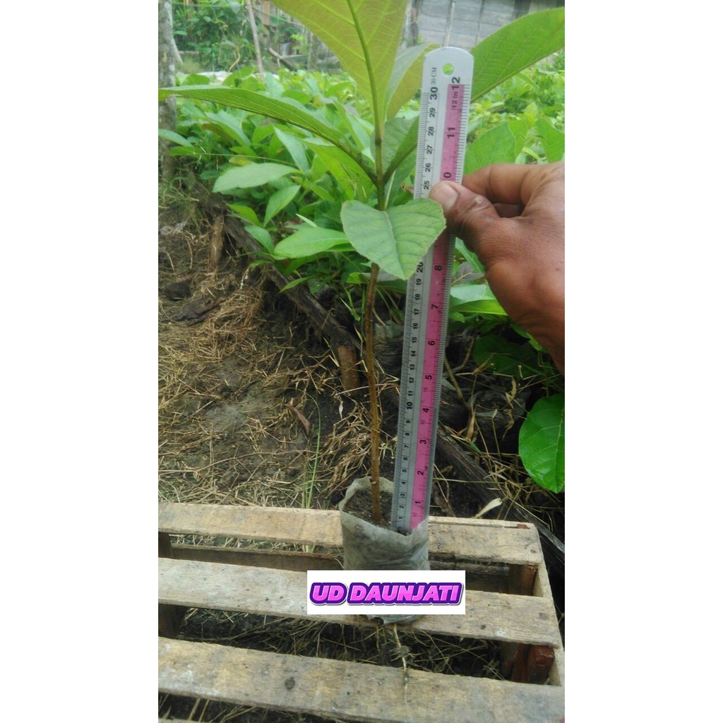 Jual Bibit Jati solomon Klon 7 | Shopee Indonesia