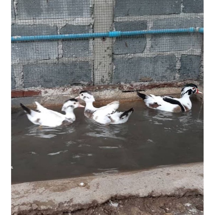 Jual telur bebek hias kayu pied | Shopee Indonesia