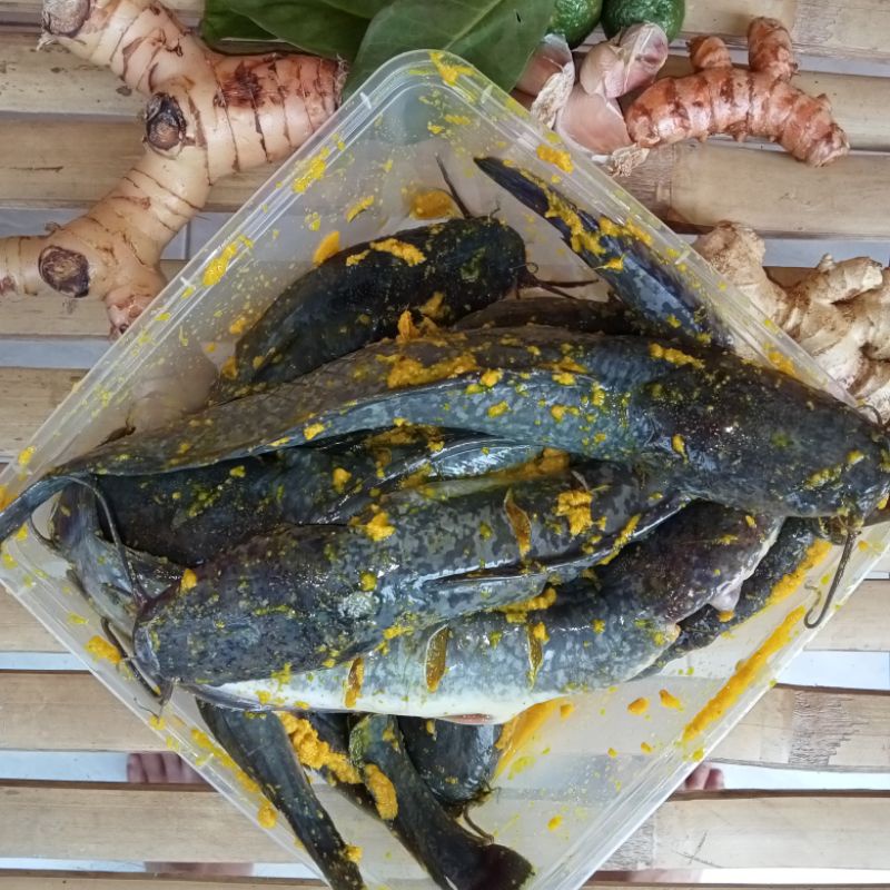 Jual Frozen Ikan Lele Bumbu Kuning isi 7 | Shopee Indonesia