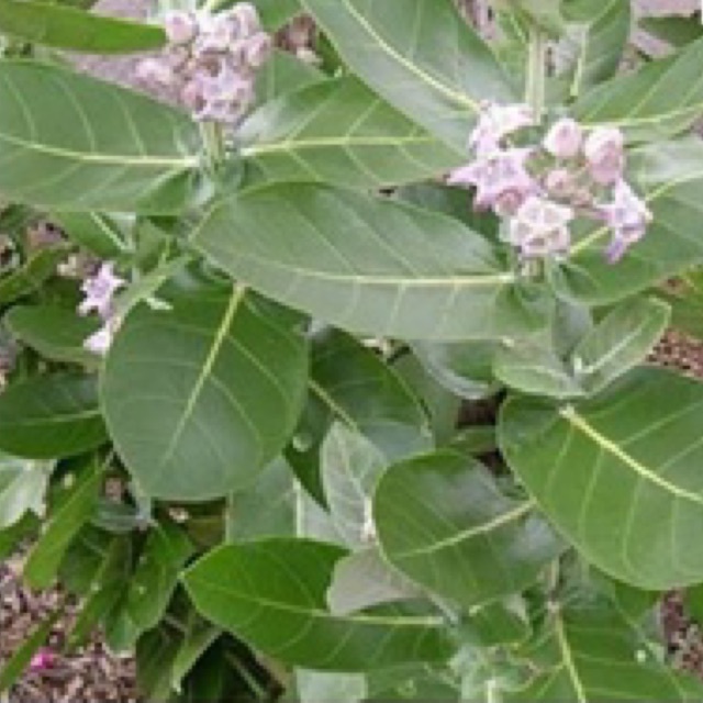 Jual kaperbonavista Arka madar / stek batang pohon widuri | Shopee ...