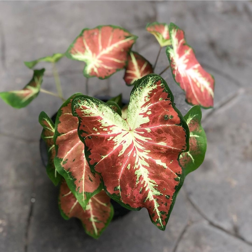 Jual Keladi Just Saucy Keladi Hias Caladium Tanaman Hias Keladi Tanaman ...