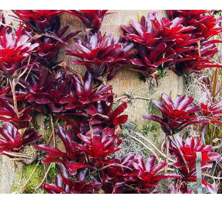 Jual Order.!>-812 tanaman hias bromelia pakis merah mini - bromeliad ...