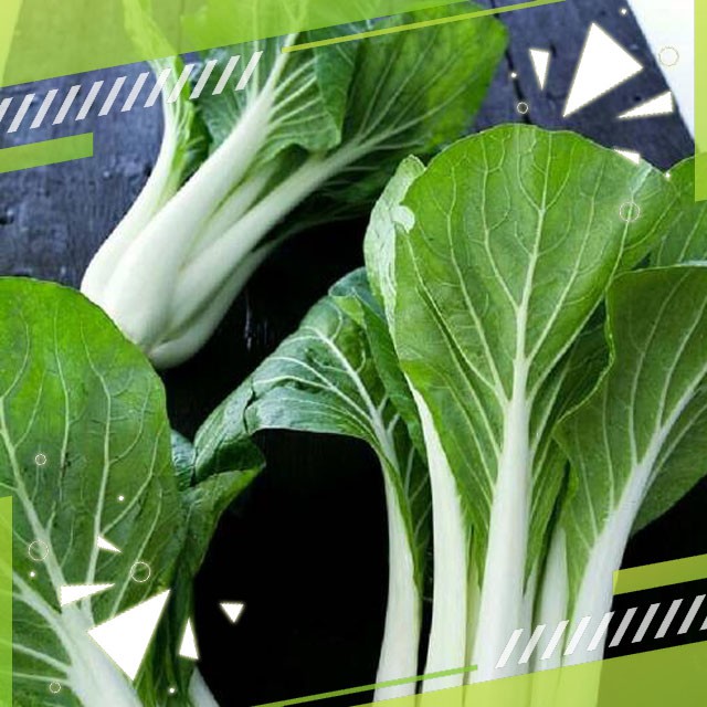 Jual Gudange Benih Sawi PAK CHOY WHITE Organik (Pak Choy putih ...