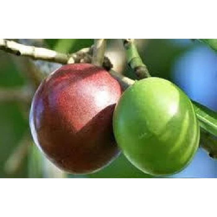 Jual biji/benih/bibit buah bintaro kering | Shopee Indonesia